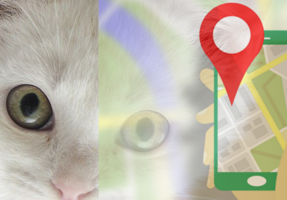 Cat tracking Griffin and Phoenix - Data Education in Schools