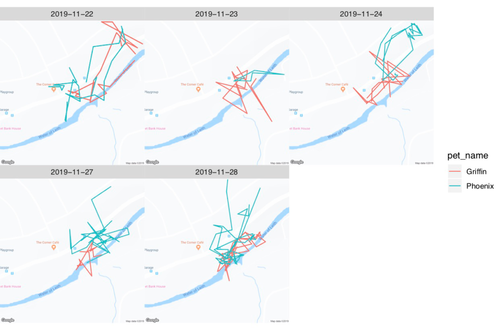 Cat tracking Griffin and Phoenix - Data Education in Schools